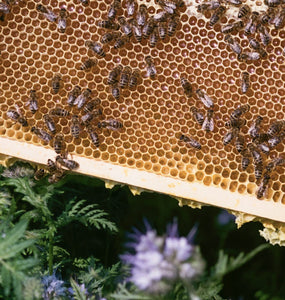 Sustainability Promise | Gisou